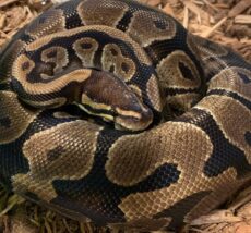 Animal Encounters - Sustainable Safari